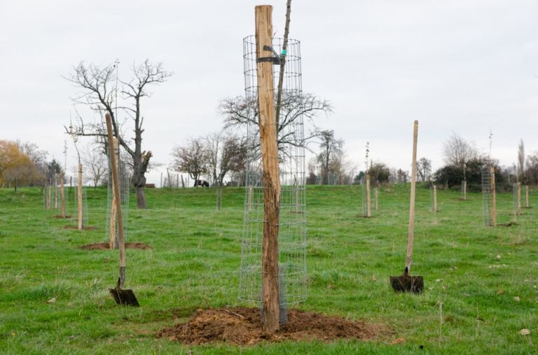 Subvention arbres fruitiers - Le Guide Complet pour les professionnels ...